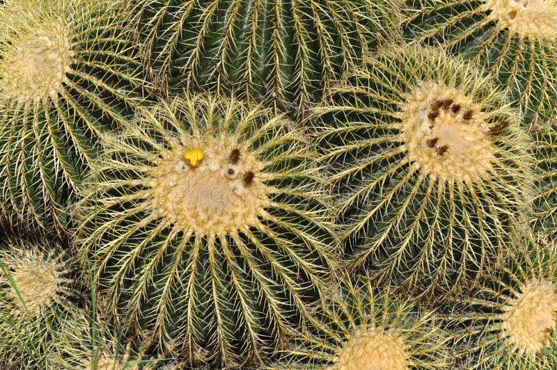 Barrel Cactus stock photo. Image of barrel, succulent - 53271472