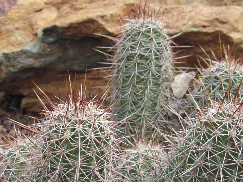 Spineless Cactus, Also Called Hairless Stock Photo - Image of climbing ...