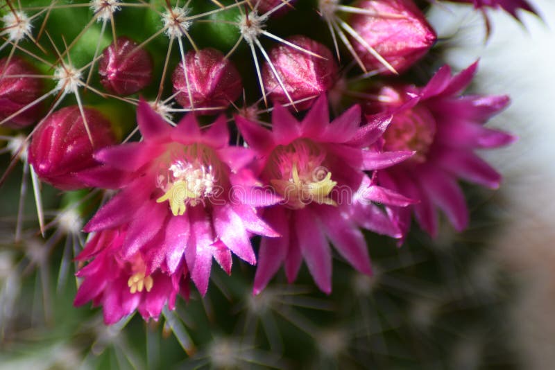 Pink Flowers of a Barrel Cactus Stock Photo - Image of nature, thorns ...