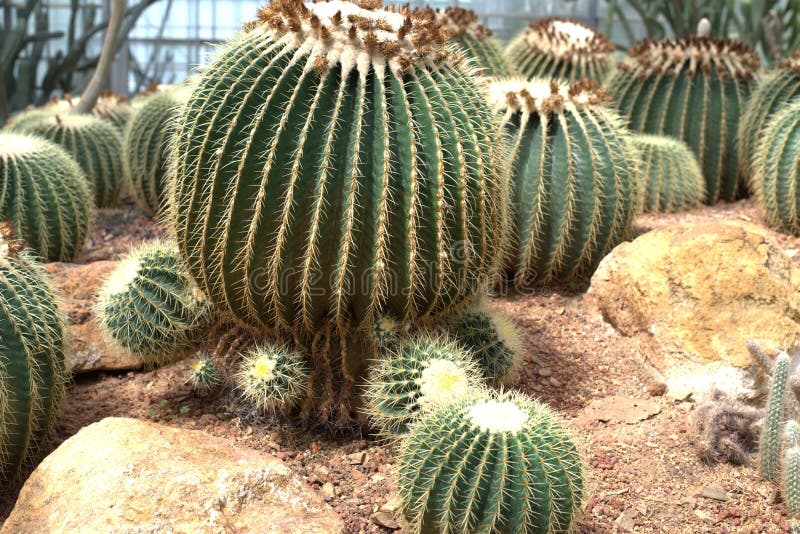 Cactussi Rikit Park Stock Photos - Free & Royalty-Free Stock Photos ...