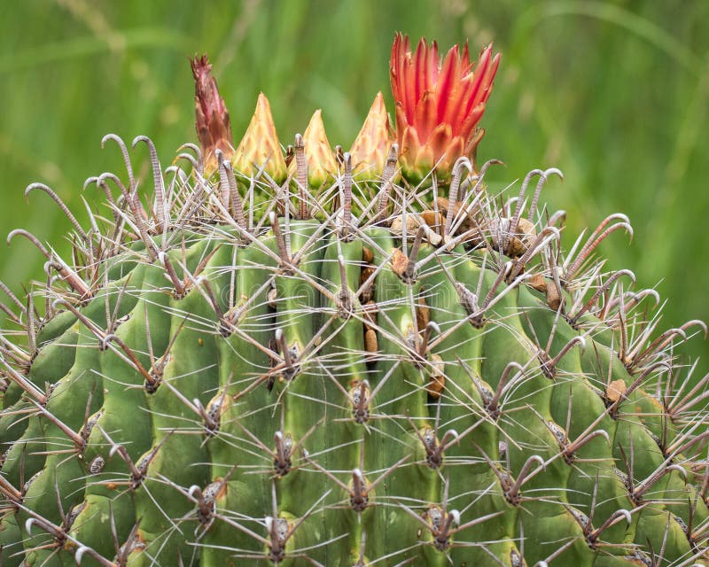 Barrel Cactus stock photo. Image of scrub, north, green - 159297756