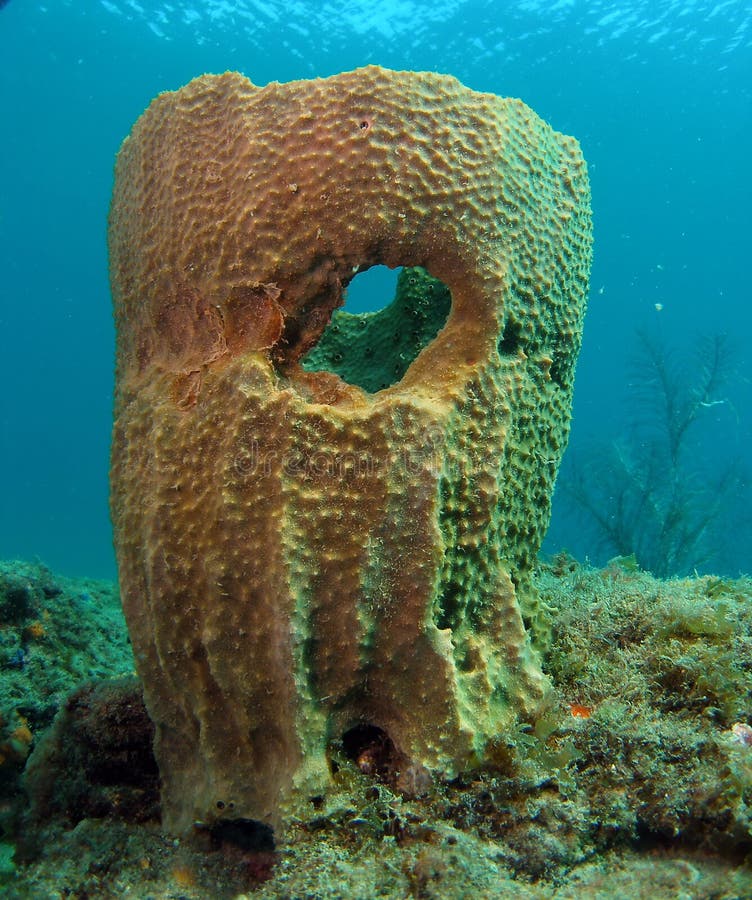 Barrel Coral stock photo. Image of outdoors, deep, blue - 15479196
