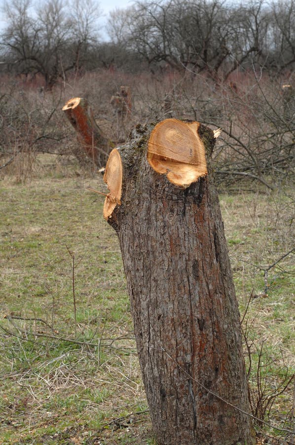 Barrel of fruit-tree stock image. Image of prune, garden - 55385457