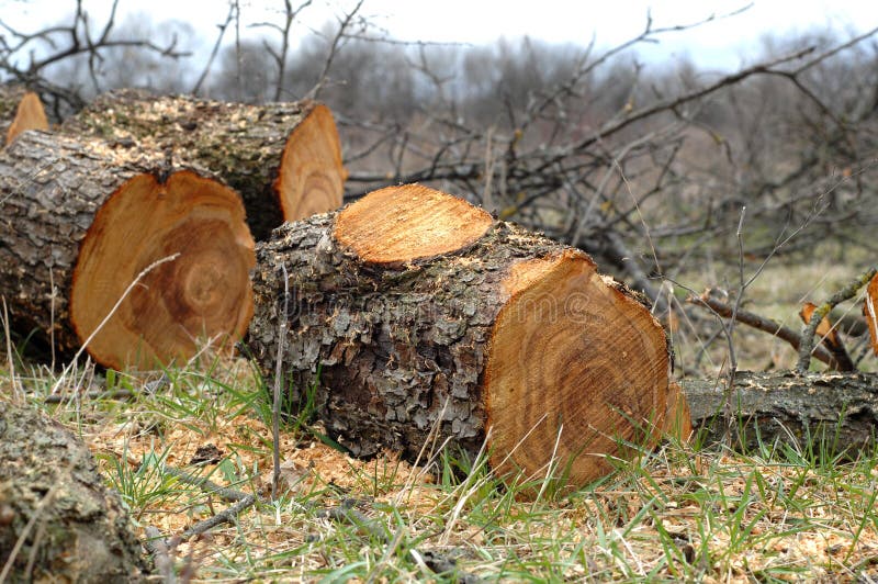 Barrel of fruit-tree stock photo. Image of nature, work - 55385460