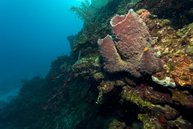 Barrel sponge stock photo. Image of marine, coral, nature - 16692138