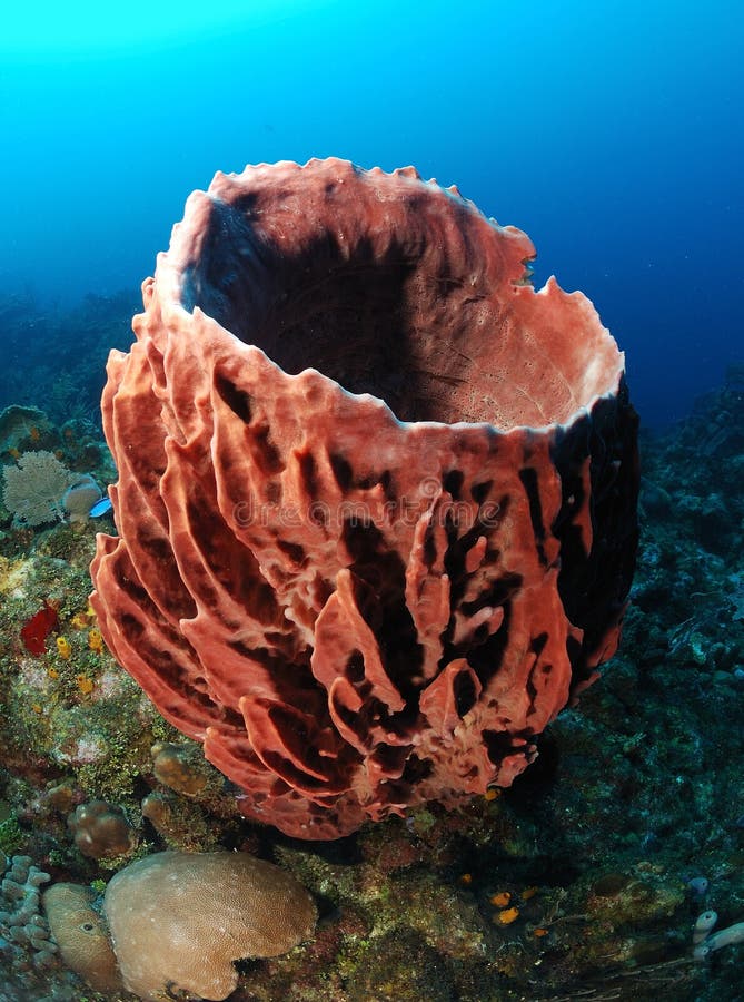 Orange Boring Sponge stock image. Image of camera, aquatic - 11114749