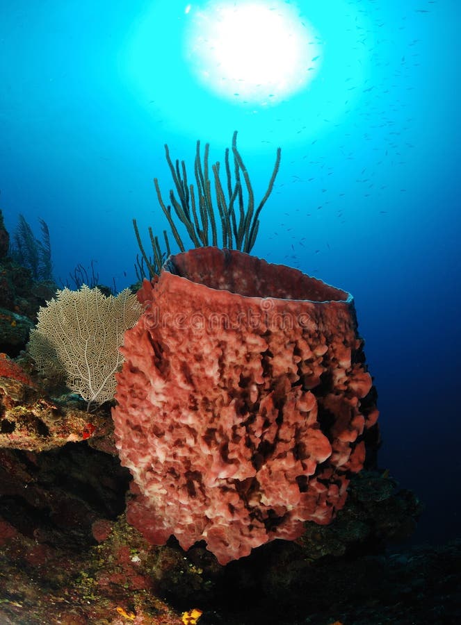 Barrel sponge stock photo. Image of diversity, natural - 22673336