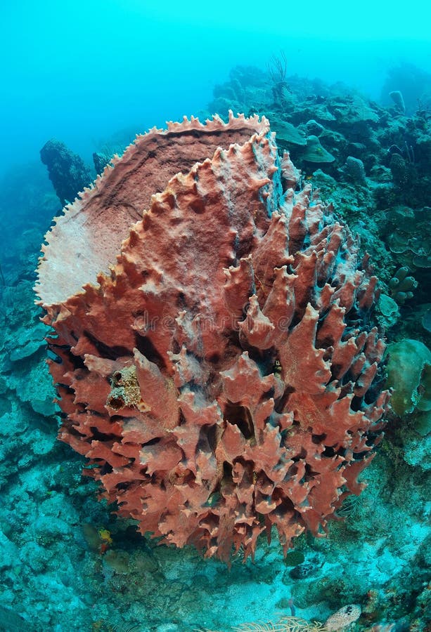 Barrel sponge stock photo. Image of diversity, natural - 22673336