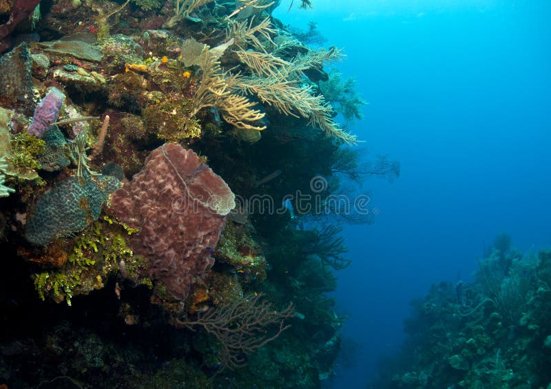 Purple Sponge Coral stock image. Image of natural, ocean - 10040473