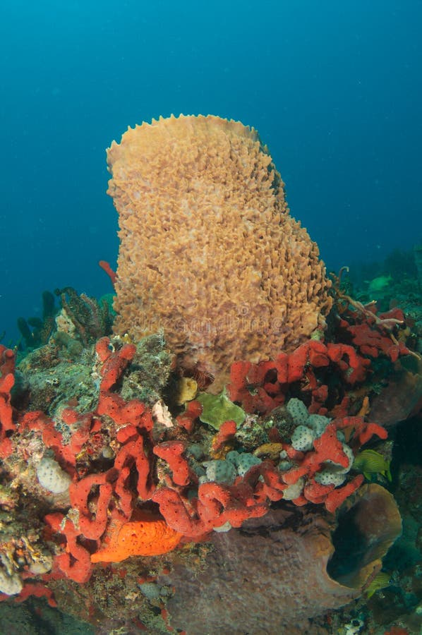 Barrel Sponge and Organ Pipe Sponge Stock Image - Image of endangered ...