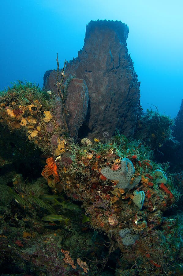Barrel Sponge on a Reef Ledge. Stock Image - Image of saltwater ...