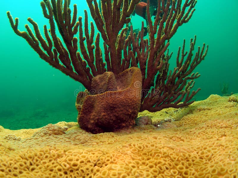 Barrel Sponge And Spiny Sea Rod Picture. Image: 6109699
