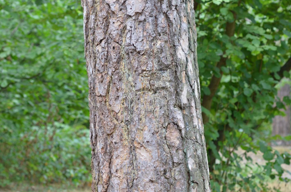 Barrel of tree stock photo. Image of pine, green, tree - 58864484