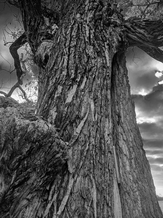 Where the Twisted Sisters Converge Stock Photo - Image of origins ... Where the Twisted Sisters Converge Stock Photo - Image of origins ...