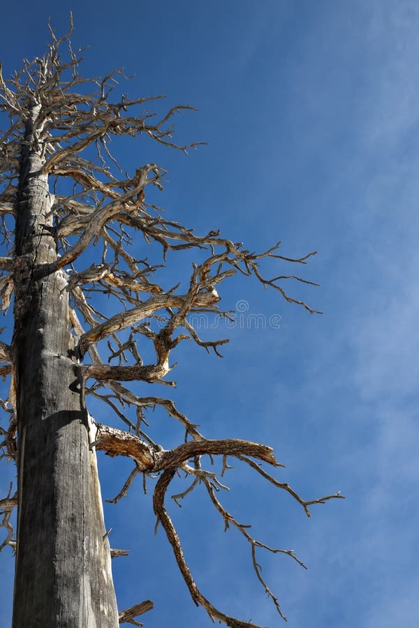 Barren Branches and Sky stock photo. Image of blue, burn - 164184250