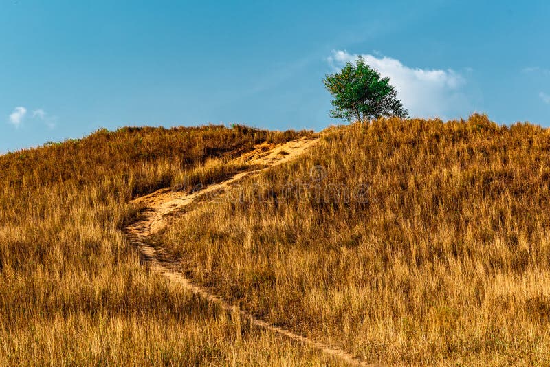 Barren Trees With Blue Sky 2 Stock Photo - Image of state, scenic: 63418632