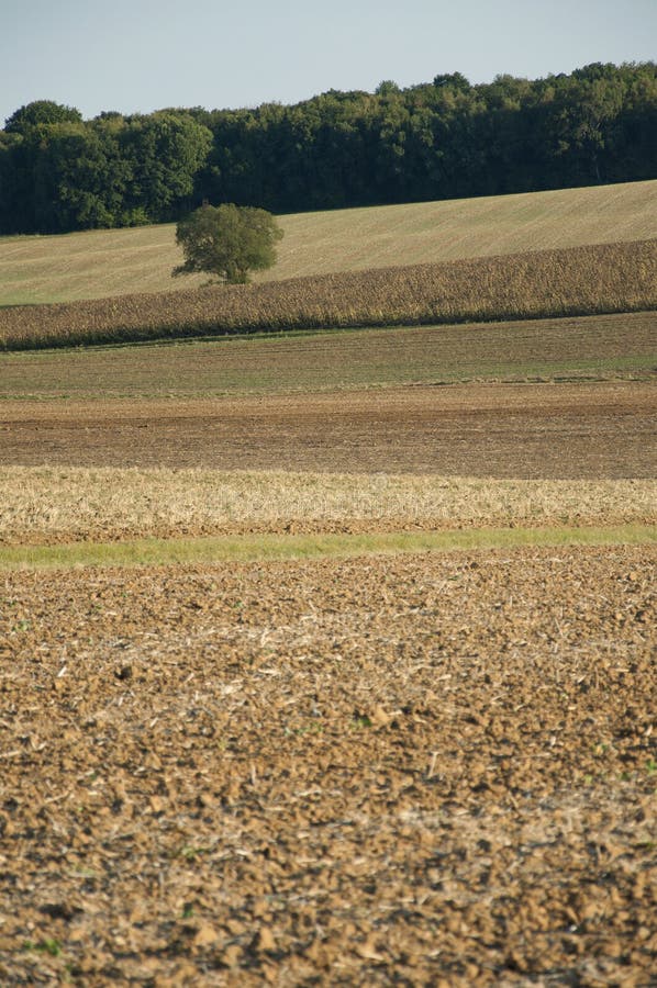 Barren Field Besides a Forest Stock Photo - Image of ploughed, grow ...