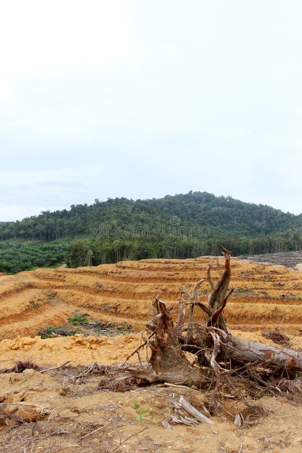 Barren Forest stock photo. Image of mountain, farm, warming - 72708460