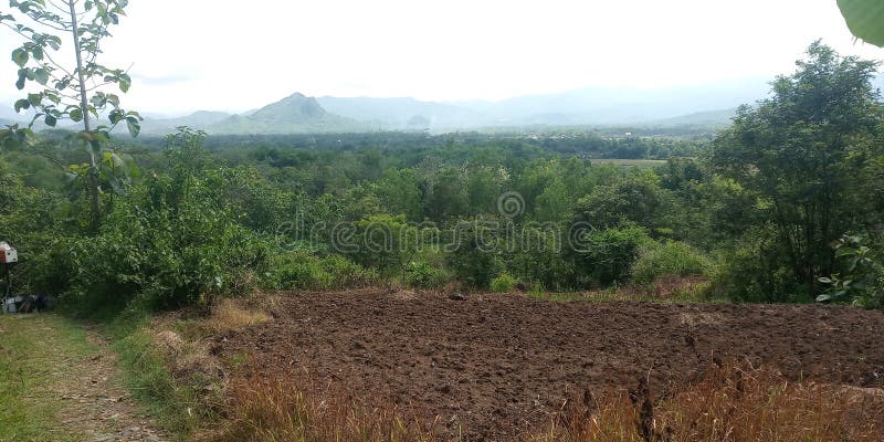 Barren Garden in the Middle of the Forest Stock Image - Image of barren ...