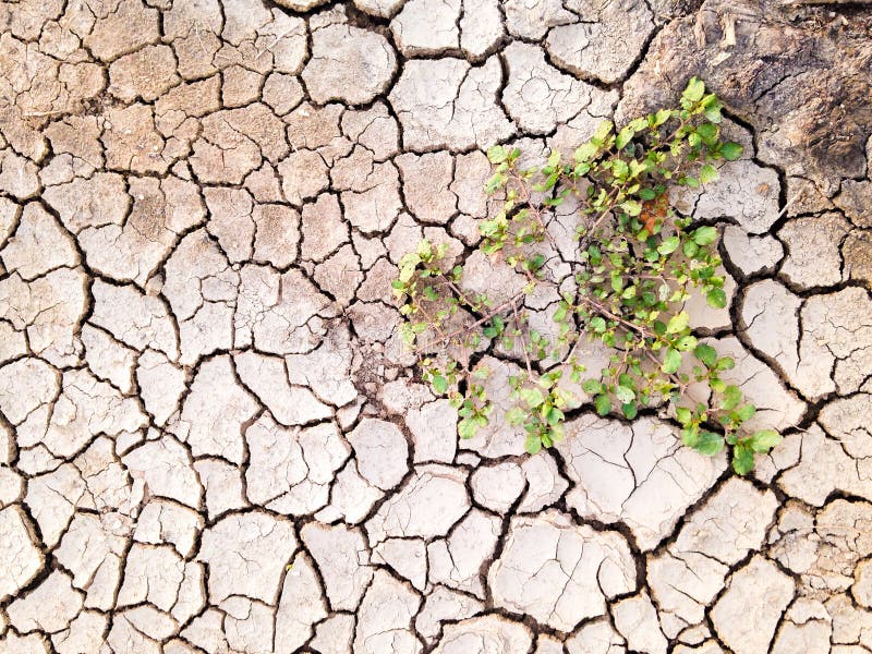 Barren ground stock photo. Image of weather, barren, tree - 43125028