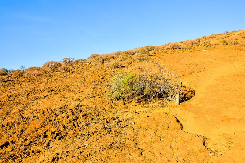 Barren Hillside Small Tree Middle Stock Photos - Free & Royalty-Free ...