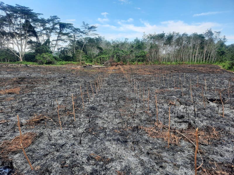 Barren land stock image. Image of agriculture, soil - 230979577