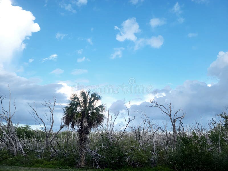 Barren Landscape of Dead Trees and Marsh Stock Photo - Image of swamp ...