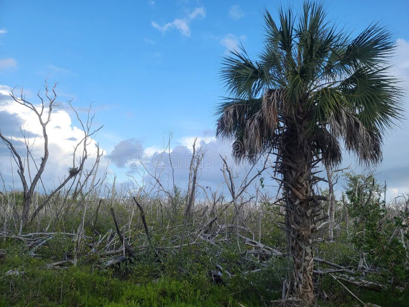 Barren Landscape of Dead Trees and Marsh Stock Image - Image of ...