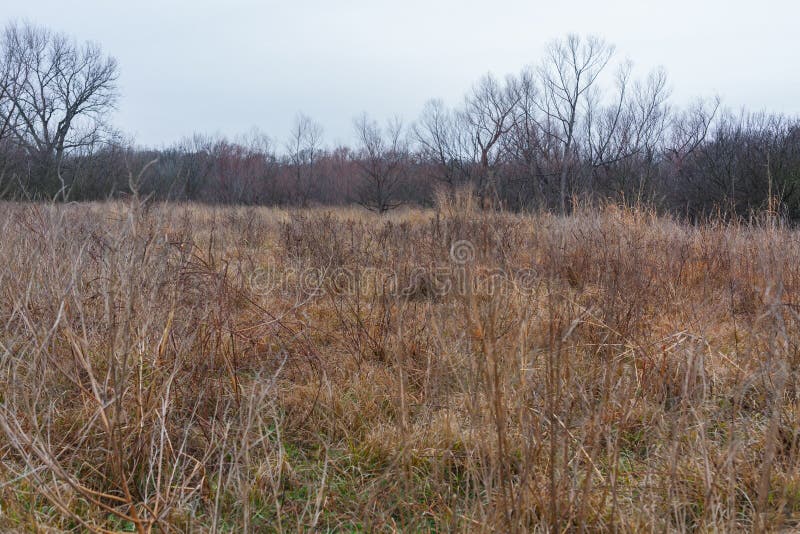 Barren meadow in winter stock image. Image of woodland - 210333695