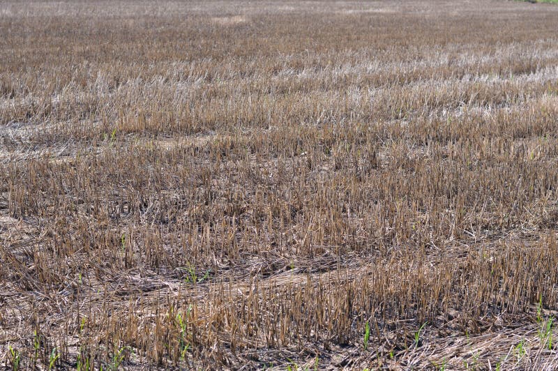 Barren rice field stock image. Image of disaster, earth - 67330967