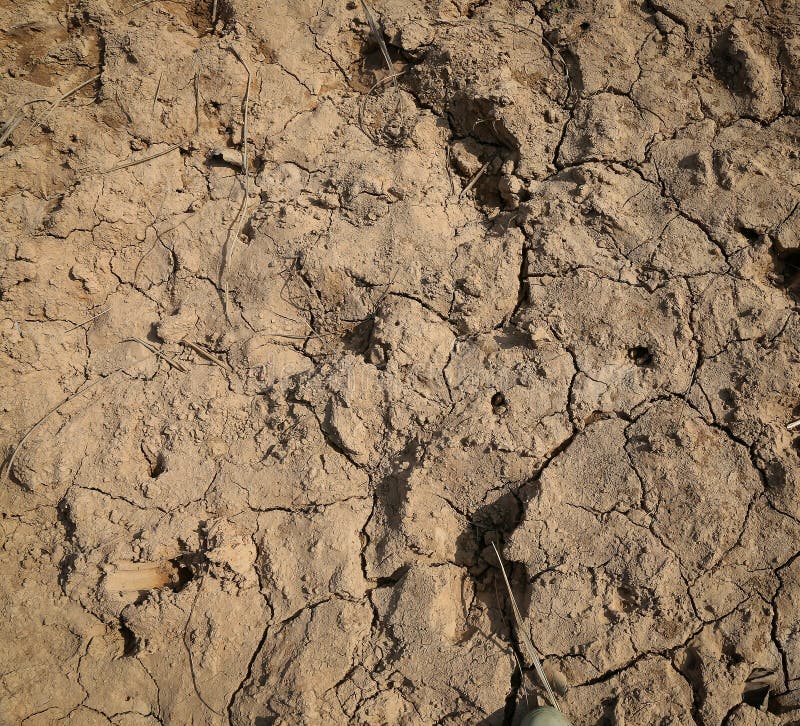Barren soil stock photo. Image of concept, brown, erosion - 31468630