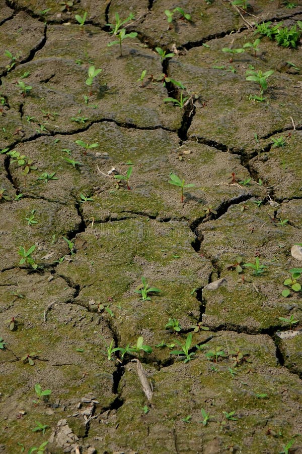 Barren soil stock image. Image of burst, desert, damage - 90039385