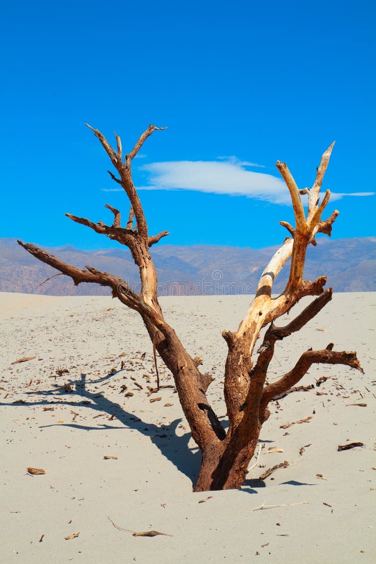 27,252 Barren Tree Stock Photos - Free & Royalty-Free Stock Photos from ...