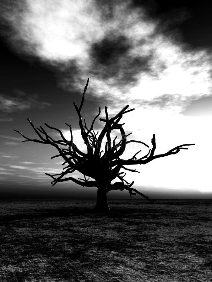 Barren Tree 24 stock image. Image of sunrise, skyscape - 4252199
