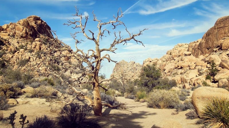 Barren Tree stock image. Image of california, mojave - 37545583