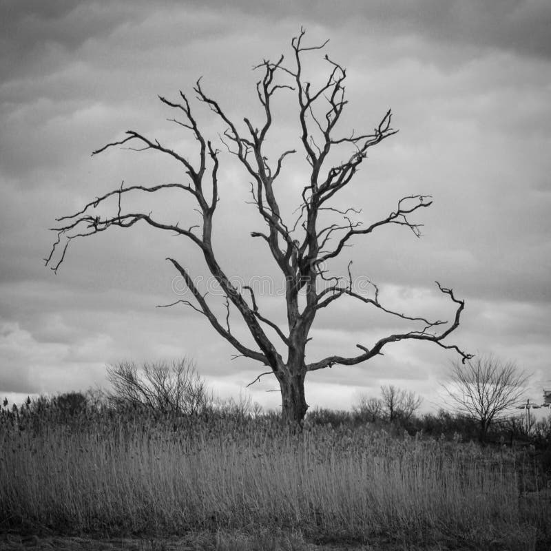 Barren tree stock photo. Image of white, leaves, black - 177105412