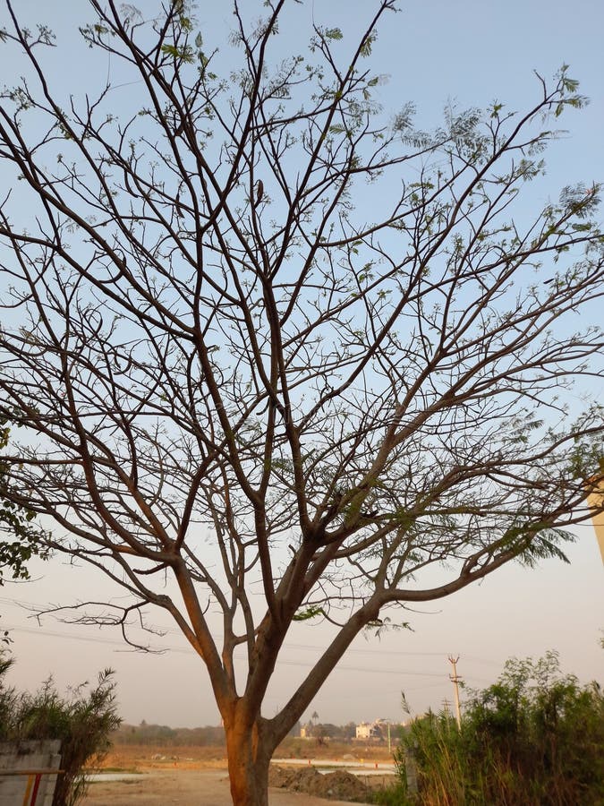 Barren Tree Branches Wsiting for Spring Stock Photo - Image of branches ...