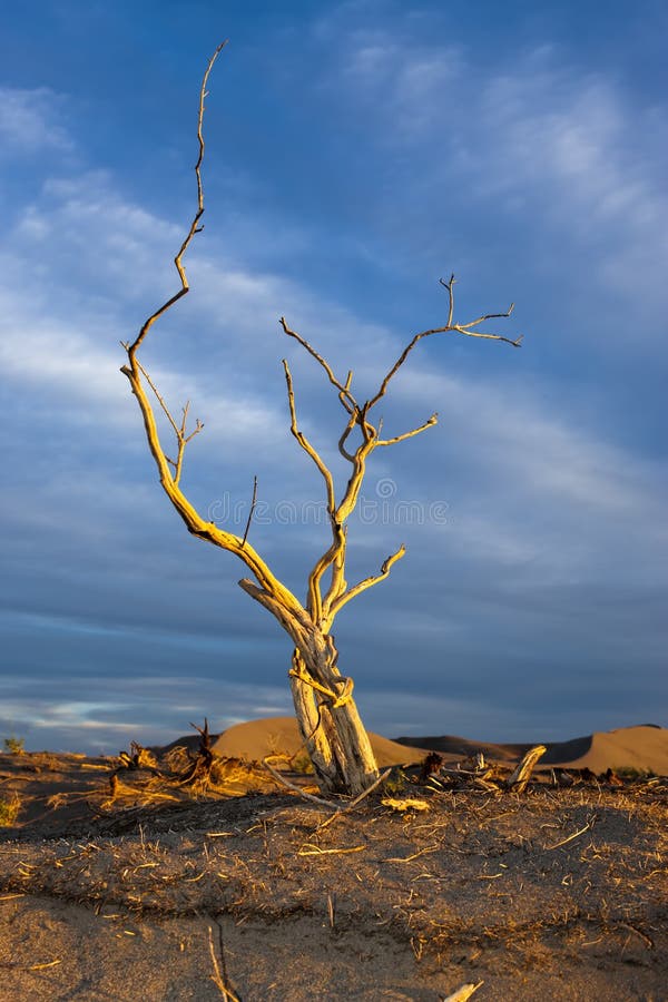 Barren Tree in Golden Light. Stock Photo - Image of outdoors, idaho ...