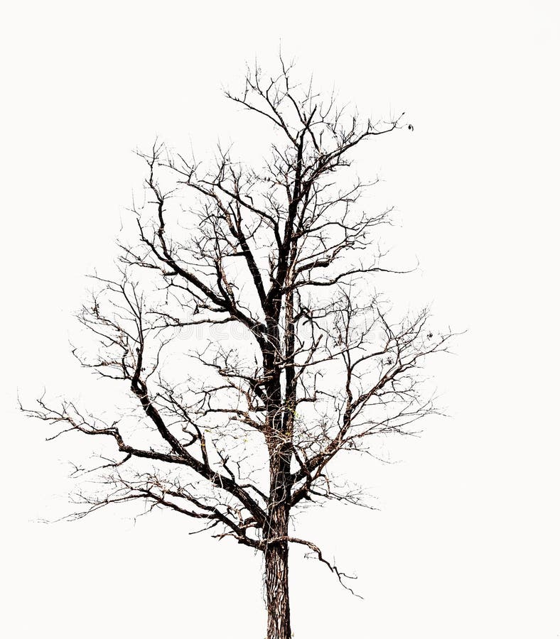 Barren Tree on Isolated Background Stock Photo - Image of creative ...