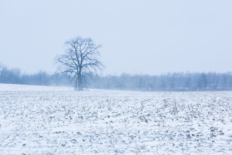 Barren Tree Standing Alone in a Snow Covered Field during a Snow Storm ...