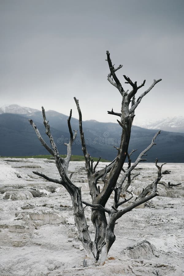 Barren Tree Stands in a Desolate Landscape with Mountains in Bermuda ...