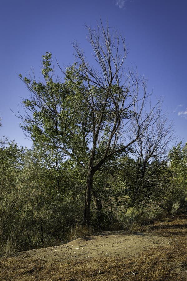 Barren Tree and Vibrant Trees Stock Photo - Image of highcontrast ...