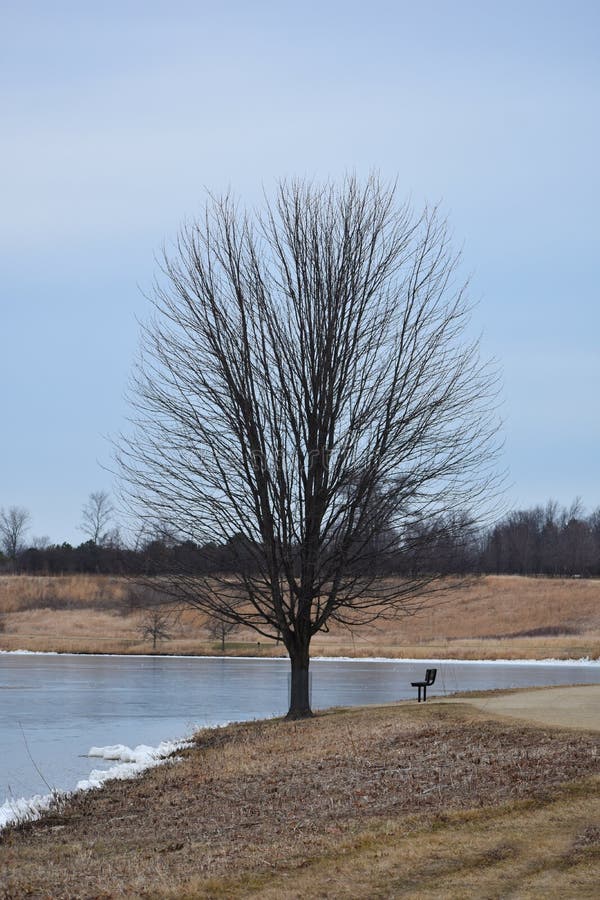 Barren Tree in Winter on Lake with Bench Stock Photo - Image of bench ...