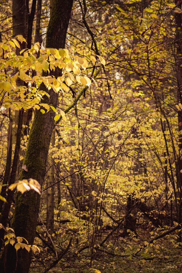 Almost Barren Trees in Deep Forest Stock Photo - Image of yellow ...
