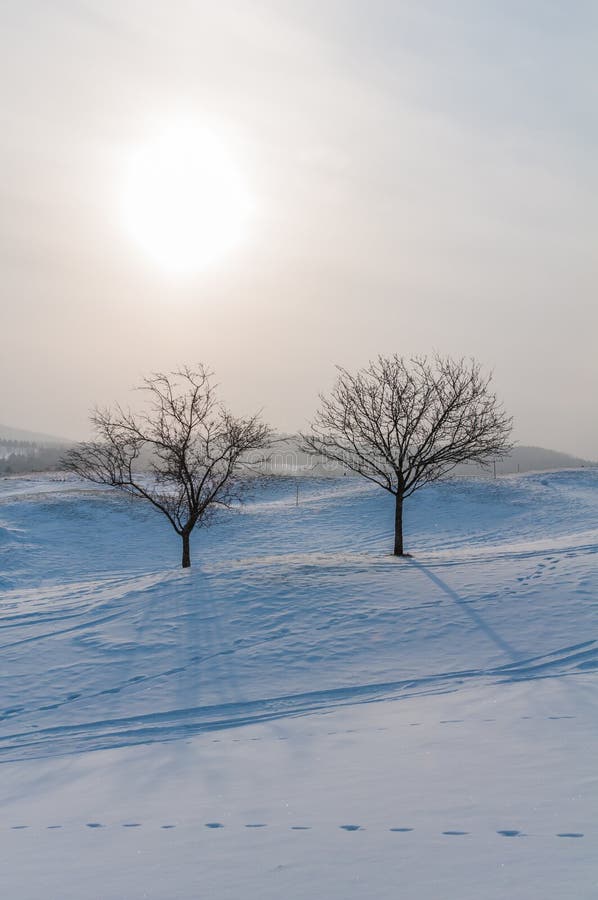 Barren Trees on a Snowy Hill Stock Image - Image of branches, sunlight ...