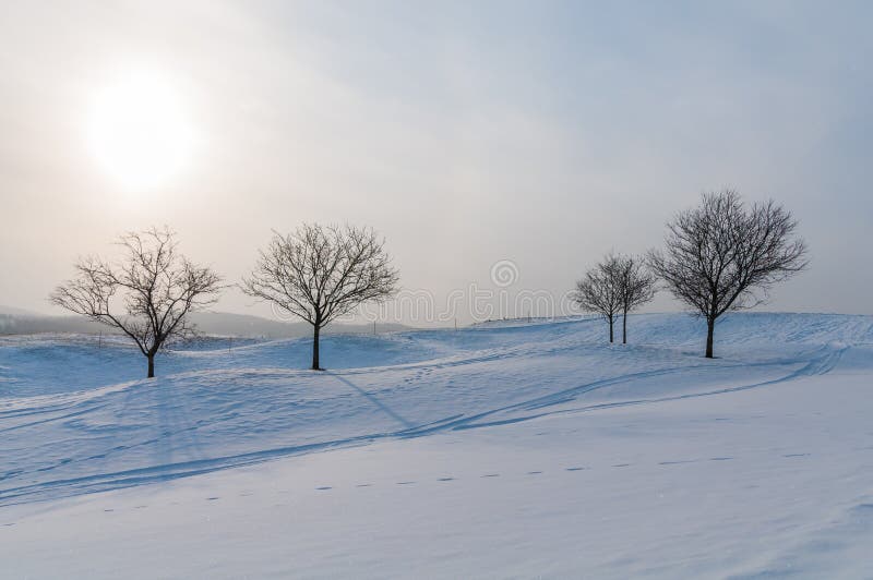 Barren Trees on a Snowy Hill Stock Photo - Image of covered ...