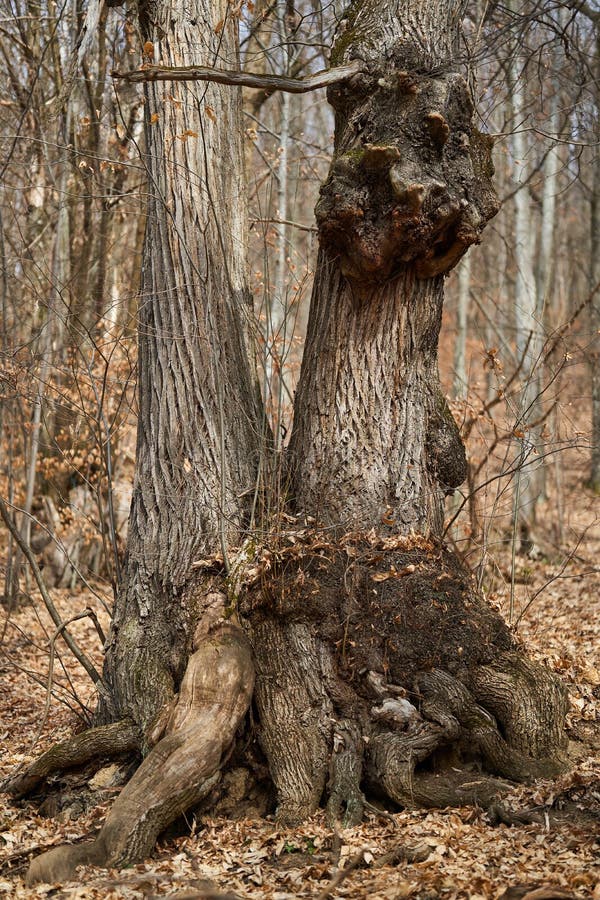 Barren trees in the winter stock photo. Image of deciduous - 211497748