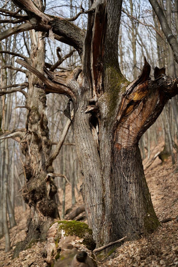 Barren trees in the winter stock photo. Image of weather - 211497766