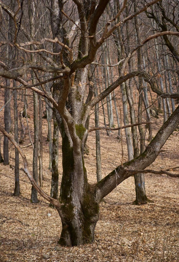 Barren trees in the winter stock image. Image of chestnut - 211497793