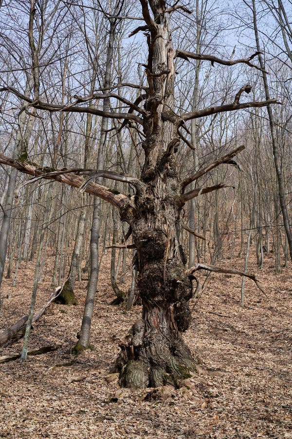 Barren trees in the winter stock image. Image of tree - 211497791